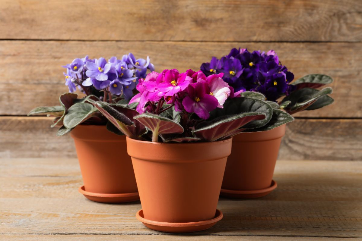 11 Simple Tips For Repotting African Violets For More Blossoms & Growth