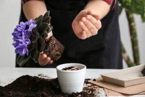 11 Simple Tips For Repotting African Violets For More Blossoms & Growth