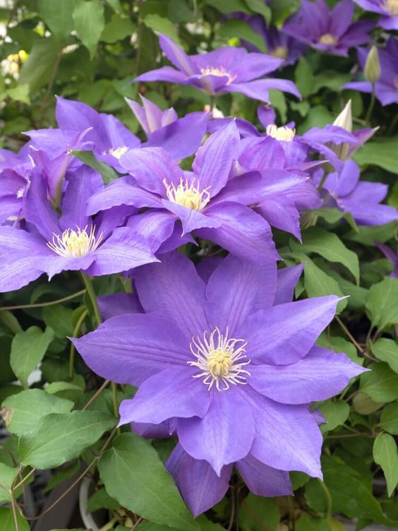 10 Short Perennial Flowers Ideal For Small Gardens