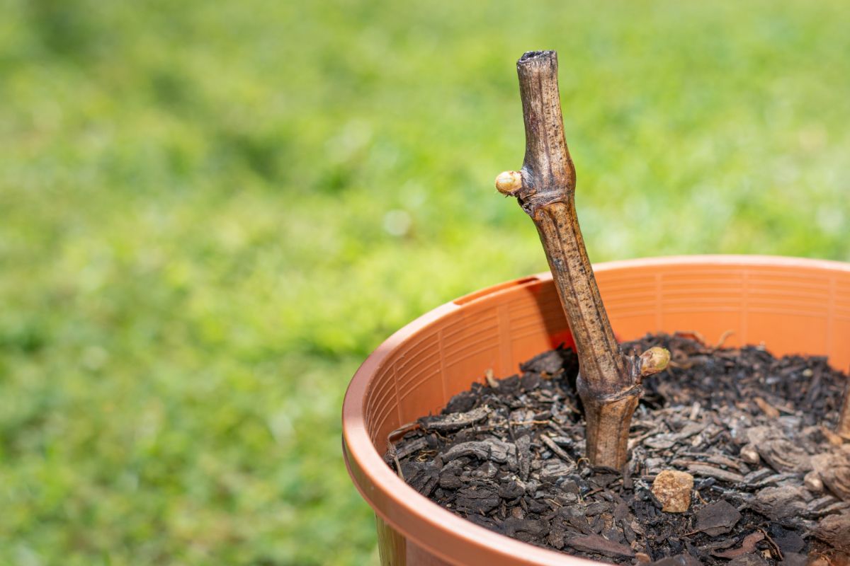 15 Great Ways To Reuse Old Potting Soil