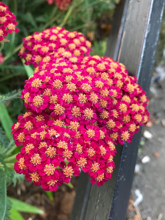 23 Gorgeous Red Flowers For Every Season
