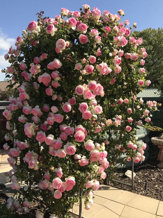 7 stunning climbing rose flowers on trellis ideas