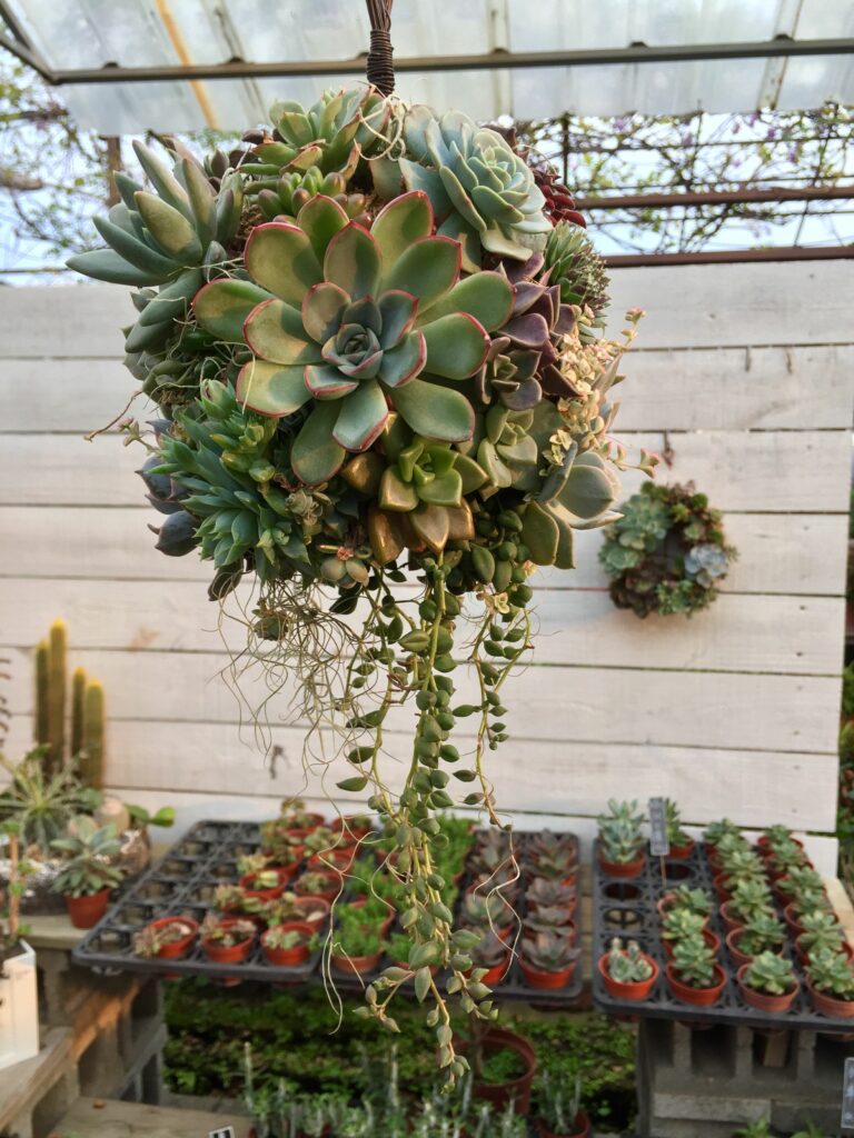 8 stunning succulent chandelier ideas for your home