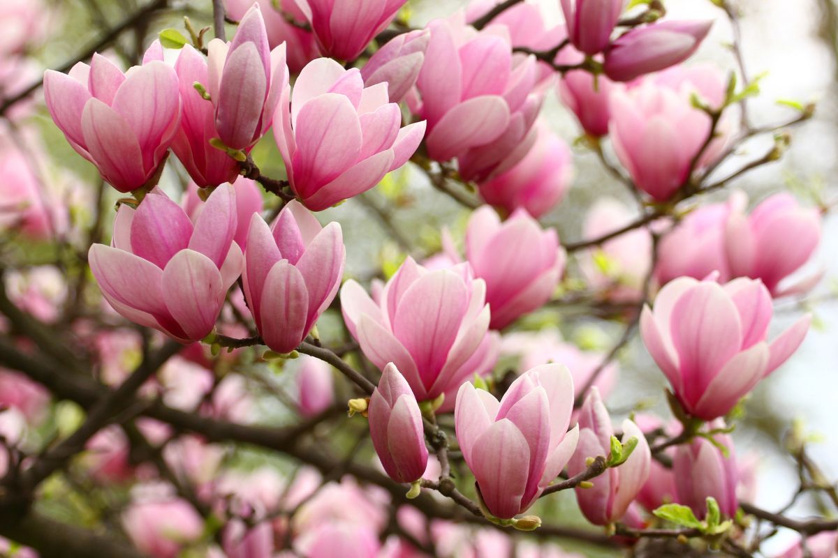 Grow These 9 Trees To Attract Songbirds Into Your Backyard