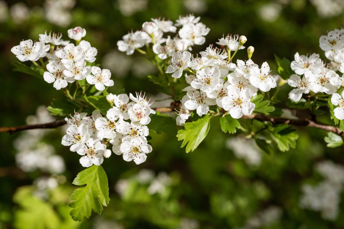 Grow These 9 Trees To Attract Songbirds Into Your Backyard