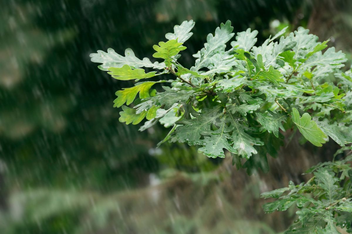 Grow These 9 Trees To Attract Songbirds Into Your Backyard