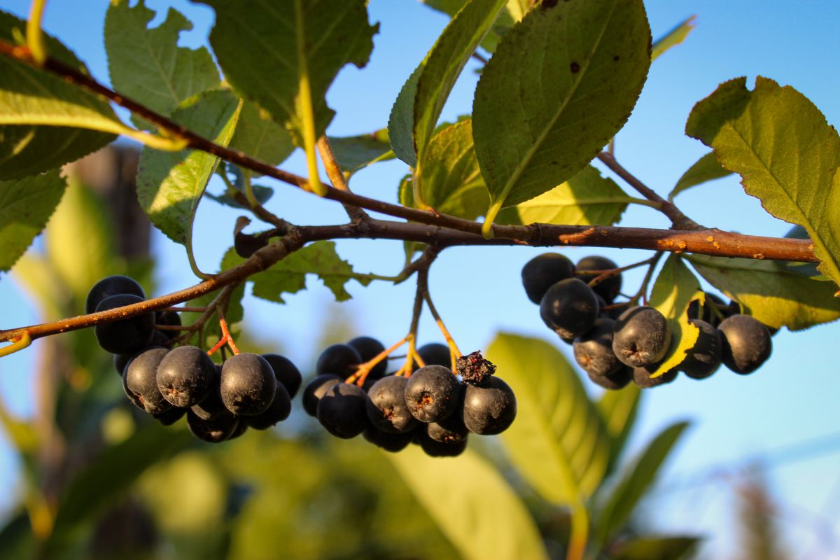 Grow These 9 Trees To Attract Songbirds Into Your Backyard