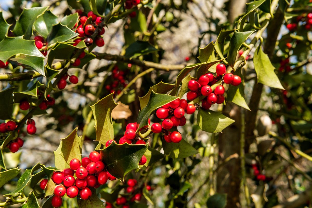 Grow These 9 Trees To Attract Songbirds Into Your Backyard