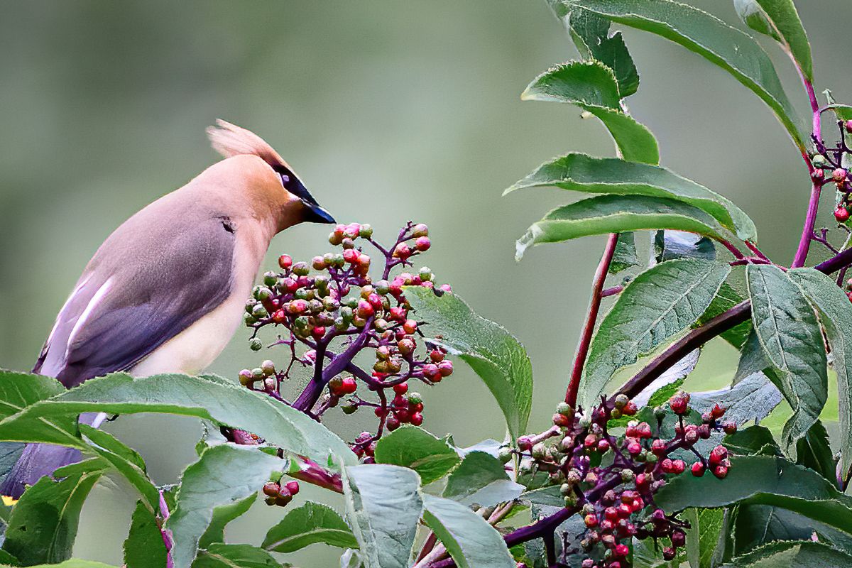 Grow These 9 Trees To Attract Songbirds Into Your Backyard