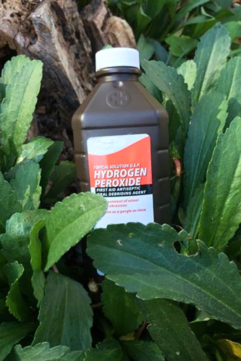 Hydrogen peroxide is a gardener's cure-all. Here's why.