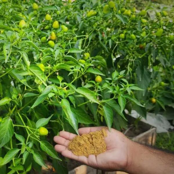 Mustard powder is a gardener's best friend. Here's why.