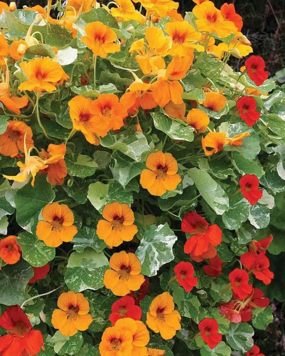 24 Absolutely Stunning Companion Plants For Geraniums