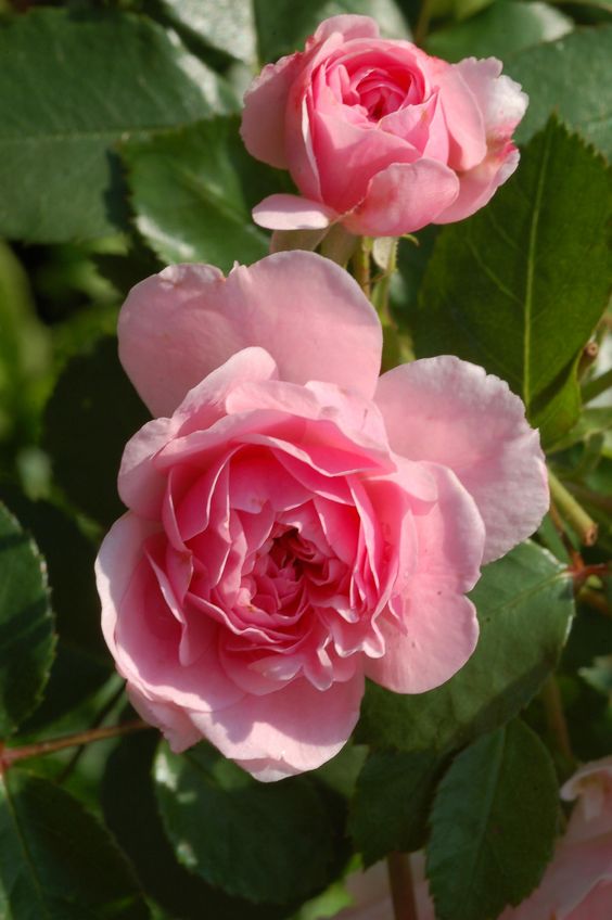 11 roses that are practically impossible to kill