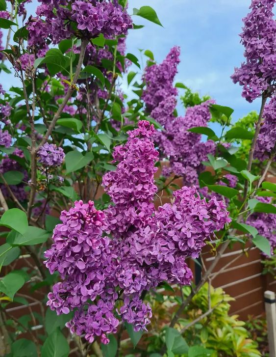Step-by-step guide to growing lilac bush for gorgeous blooms in the spring