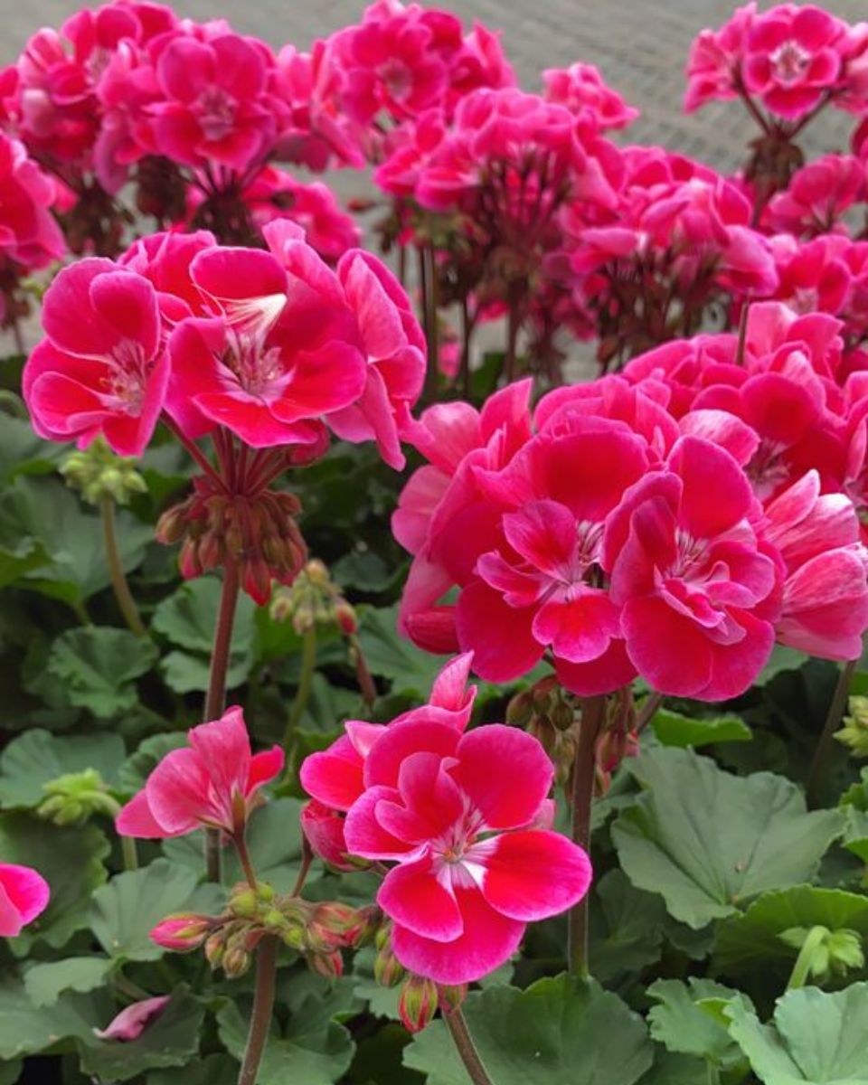These 5 Simple Methods Will Keep Your Geraniums Blooming All Season Long