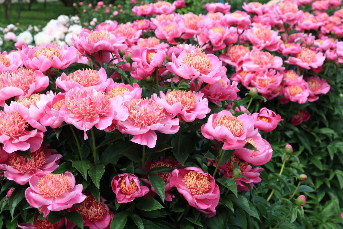 17 Foolproof Perennials You Can Count On (Plus 3 to Skip Entirely)