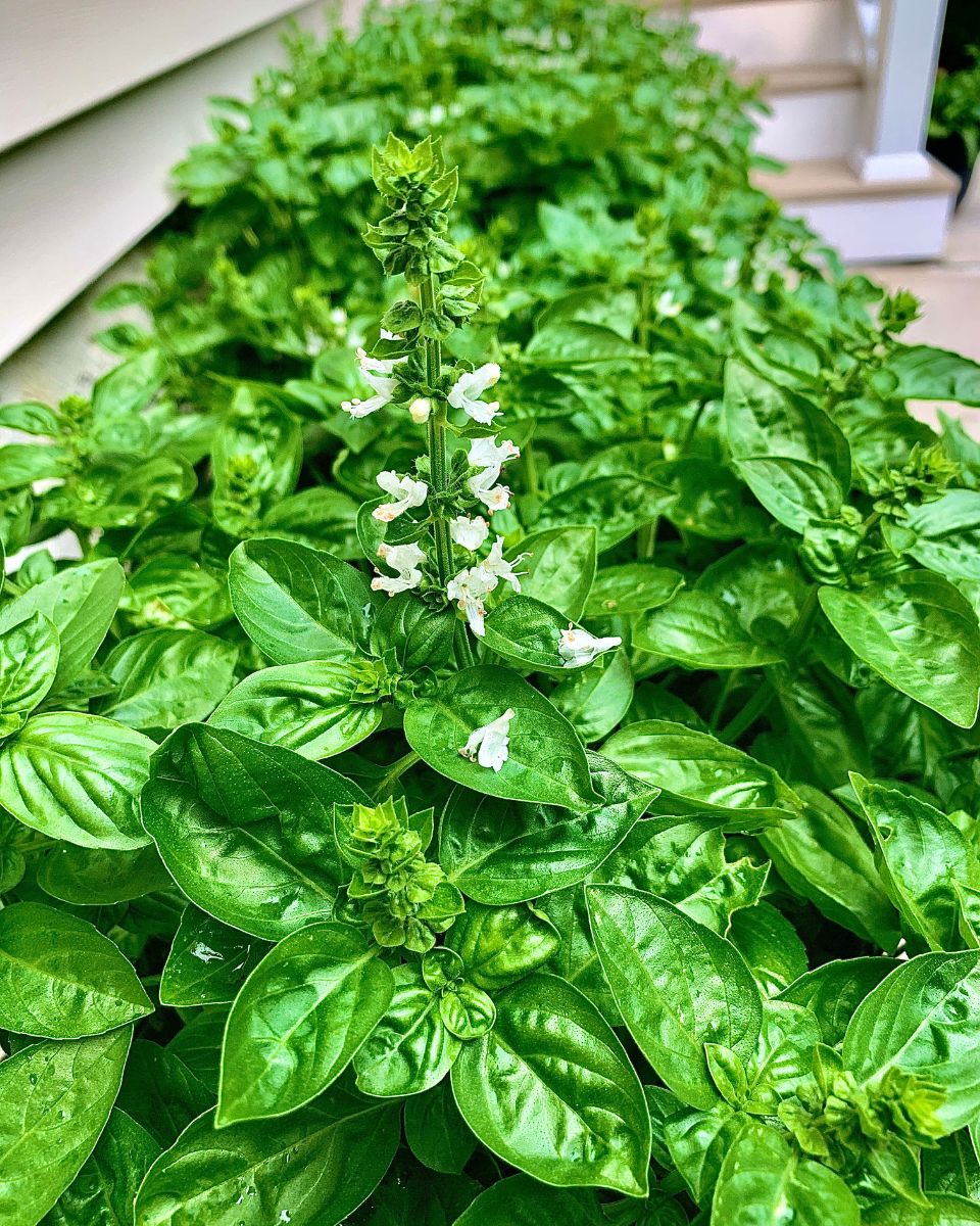 Seeking bountiful basil? Try this gardener's trick for boosting growth ...