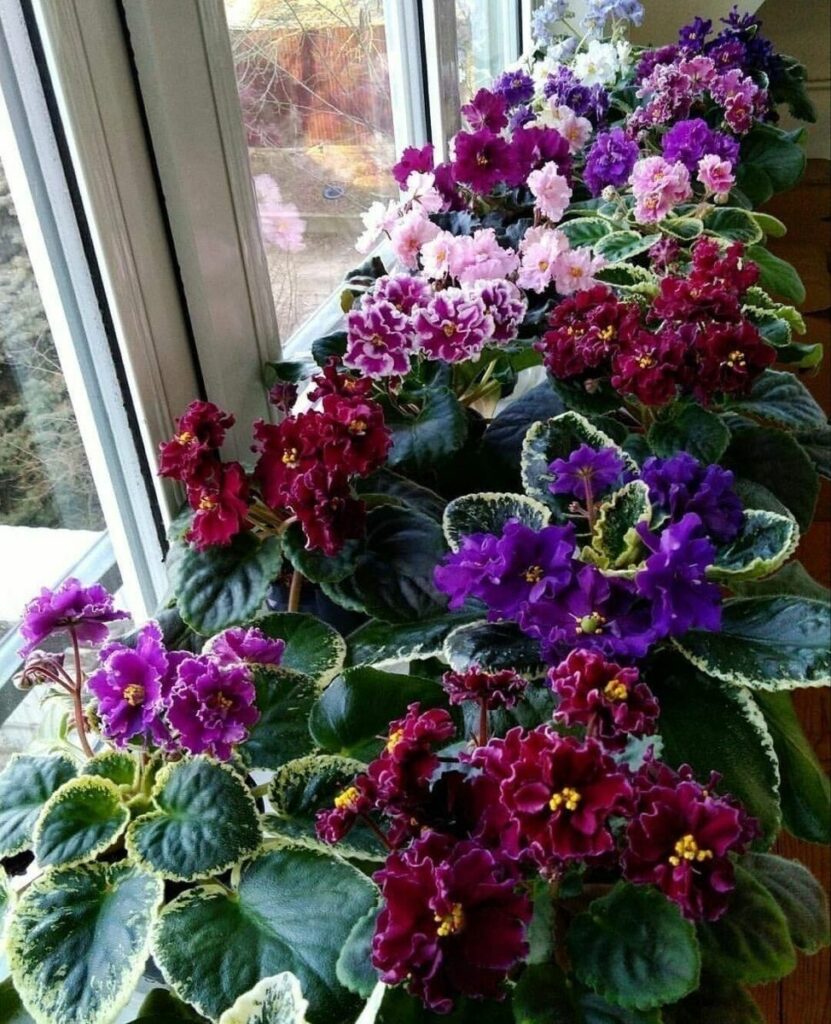 5 Best Soils For African Violets And The Buyer’s Guide