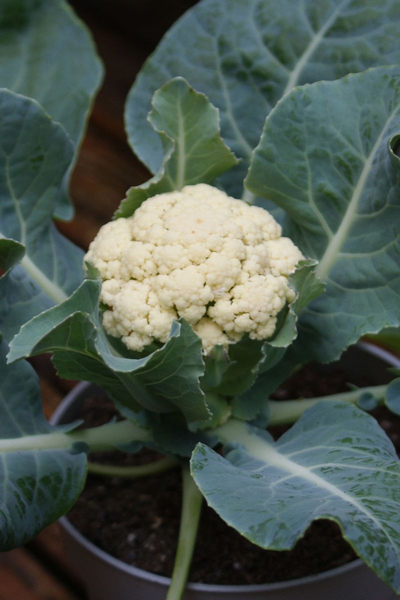 Grow the biggest cauliflower in a pot using this step-by-step guide