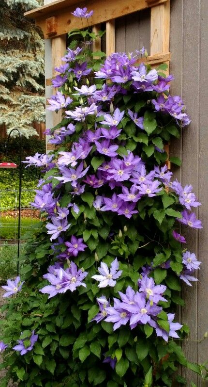 Grow gorgeous clematis on trellis with this step-by-step guide