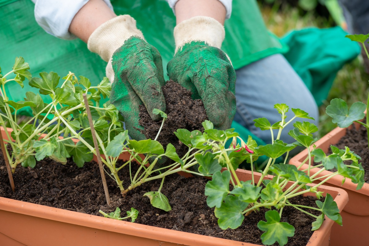 These 5 Simple Methods Will Keep Your Geraniums Blooming All Season Long