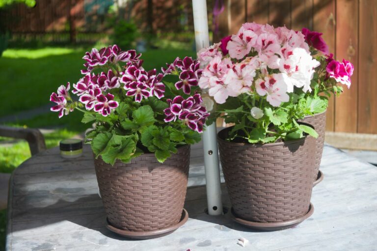 6 Tips For Growing Geraniums In Pots If You’re Short On Space