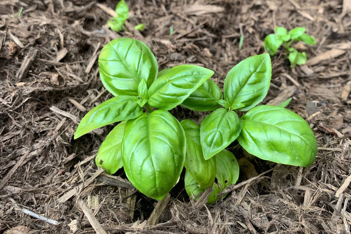 Seeking bountiful basil? Try this gardener's trick for boosting growth ...