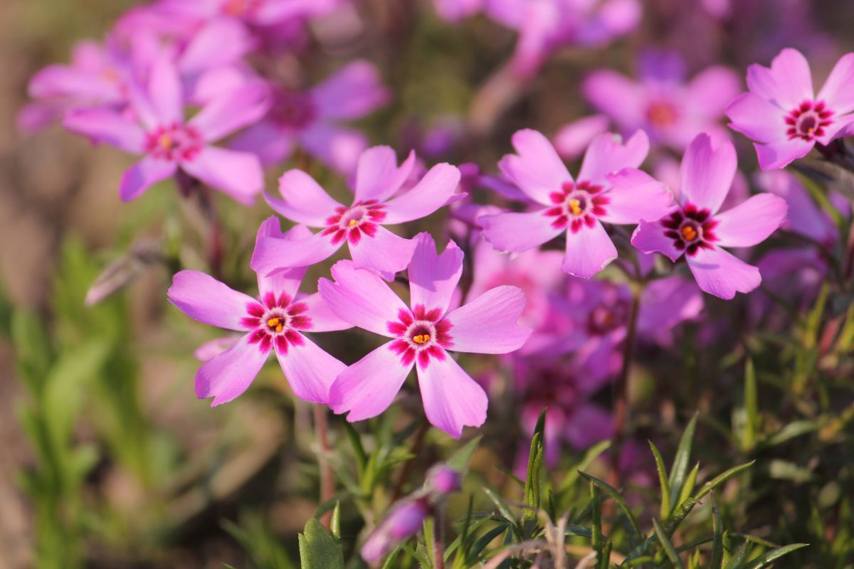 25 Gorgeous Pink Perennial Flowers For Every Season
