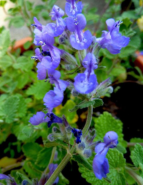 Mosquitoes Absolutely Hate These 10 Smells, So Make Sure To Use Them ...