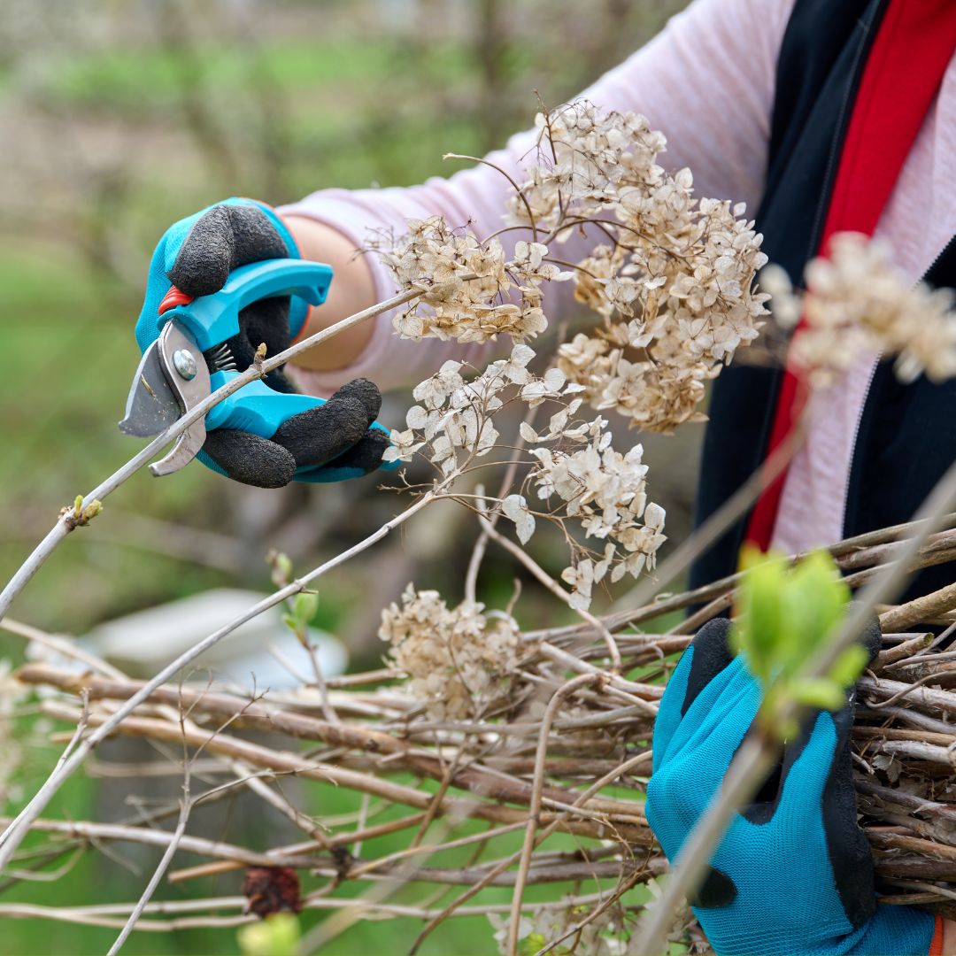 Do These 5 Things To Your Hydrangeas In Spring And They’ll Produce More ...