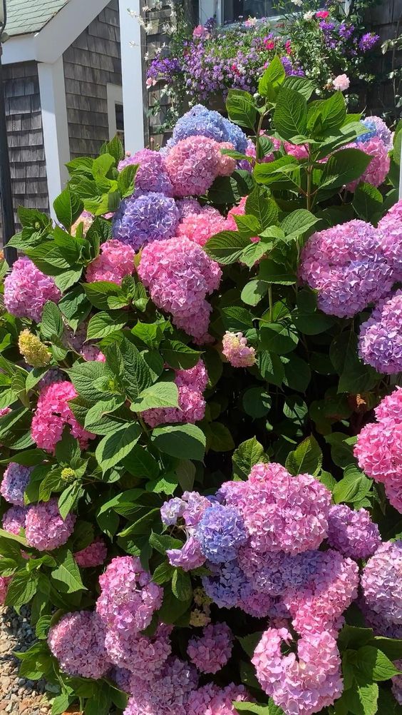 Do These 5 Things To Your Hydrangeas In Spring And They’ll Produce More ...