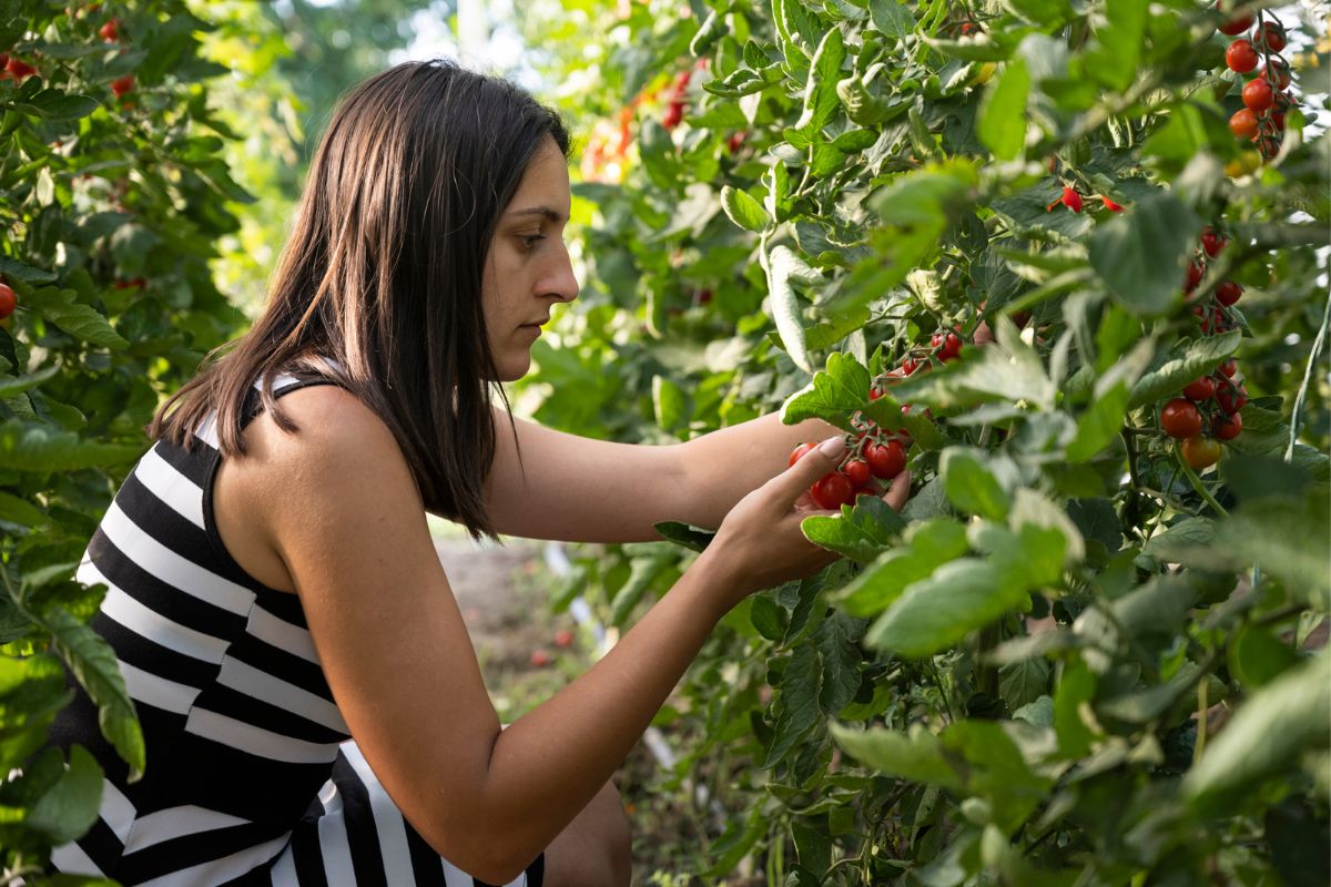 9 Best Ways To Make Garden Tomatoes Ripen Faster