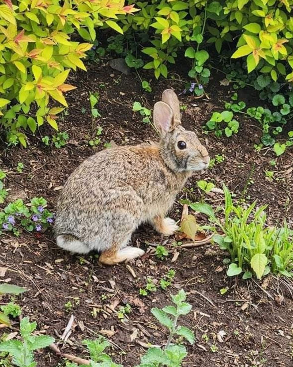 19 Rabbit-Resistant Plants to Keep Your Garden Safe