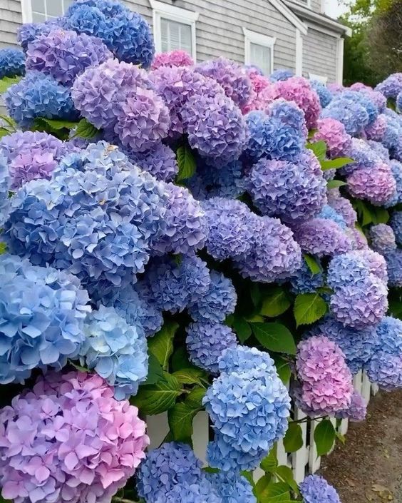 Aiming for Fuller Hydrangeas: Expert Tips for Lush Blooms