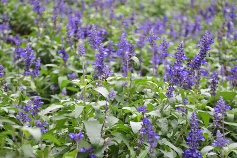 10 Low-Maintenance and Flowering Ground Cover Plants
