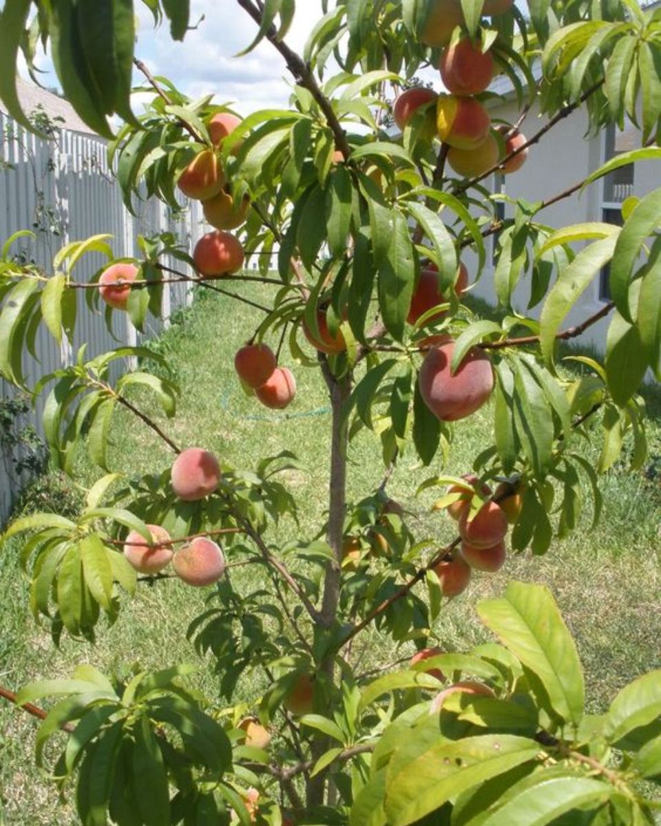 Ditch the store-bought peaches. Implement these 10 techniques for a ...