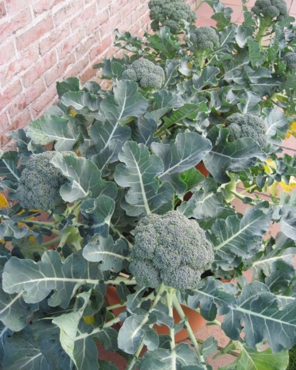 Easily grow broccoli at home in a container with this step-by-step guide