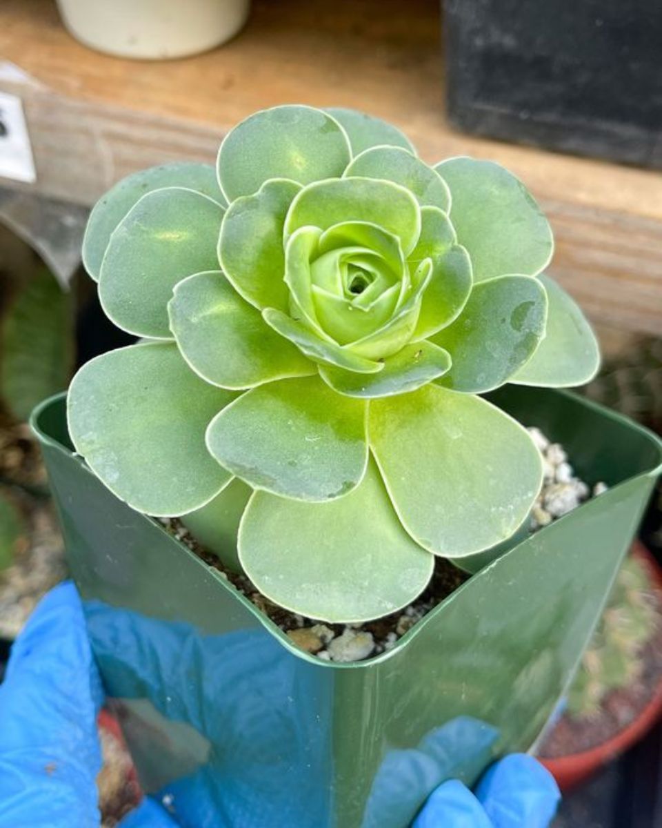 Exploring The Irresistible Charm Of Rose Succulents