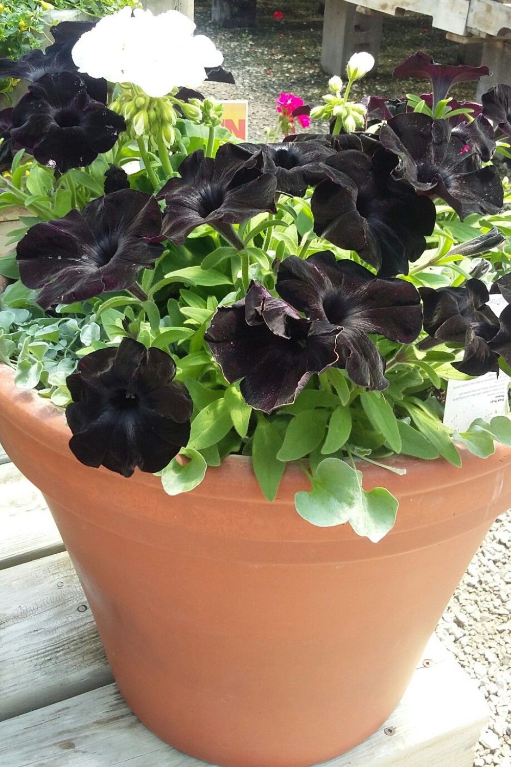 Grow Black Magic Petunia This Way And Watch Your Garden Bewitch Everyone