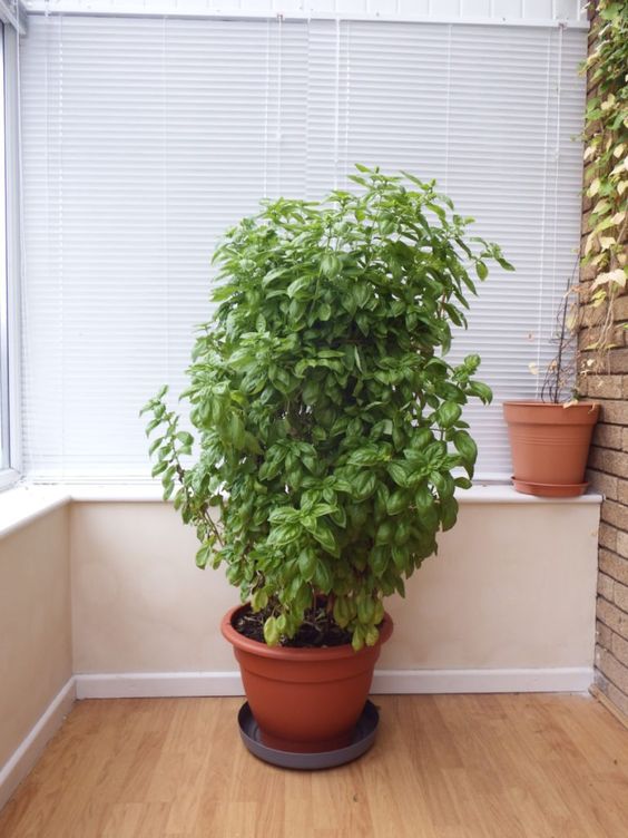 Grow the largest basil bush in a pot with this step-by-step guide