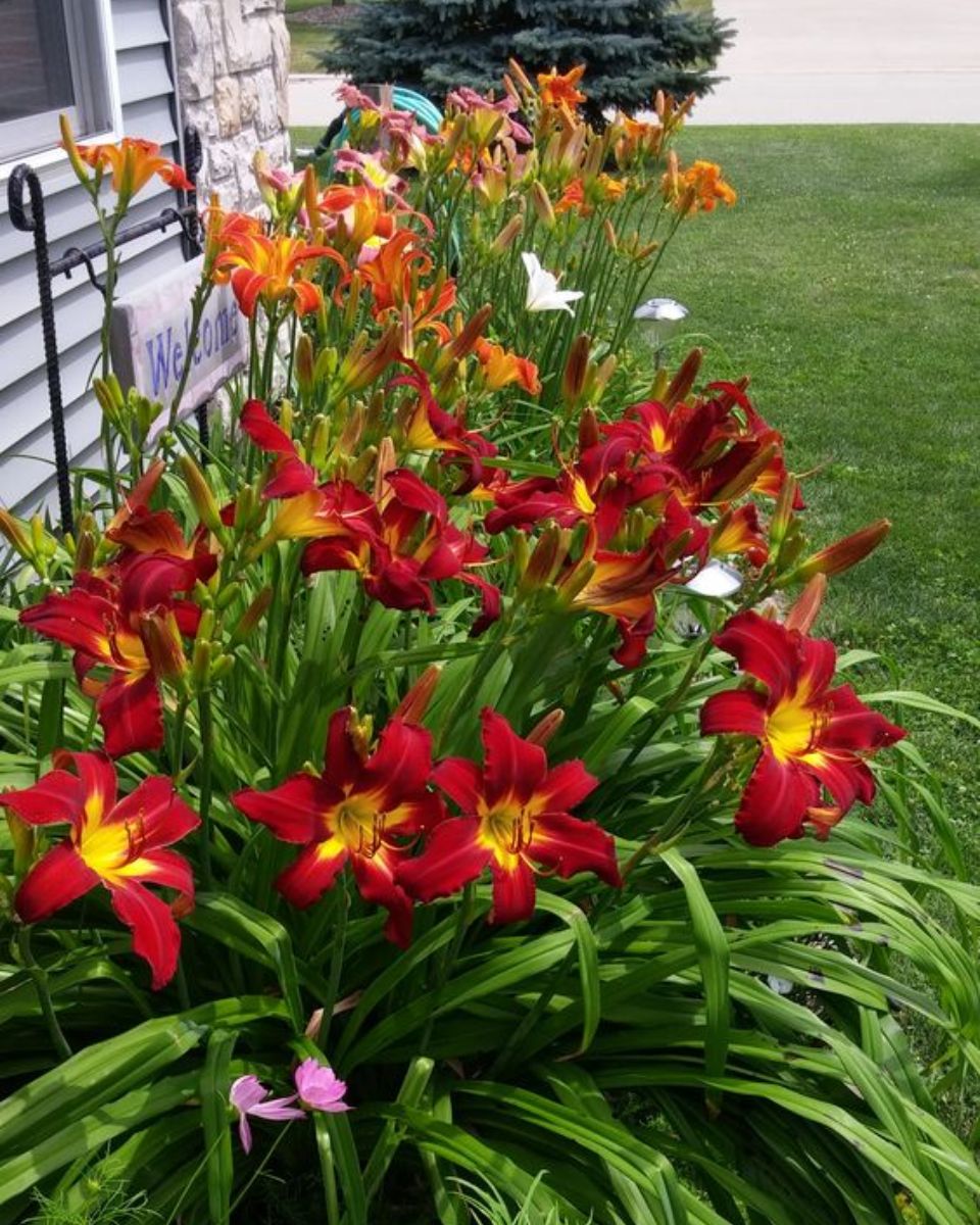 Grow the most gorgeous daylilies in your block with the help of this ...