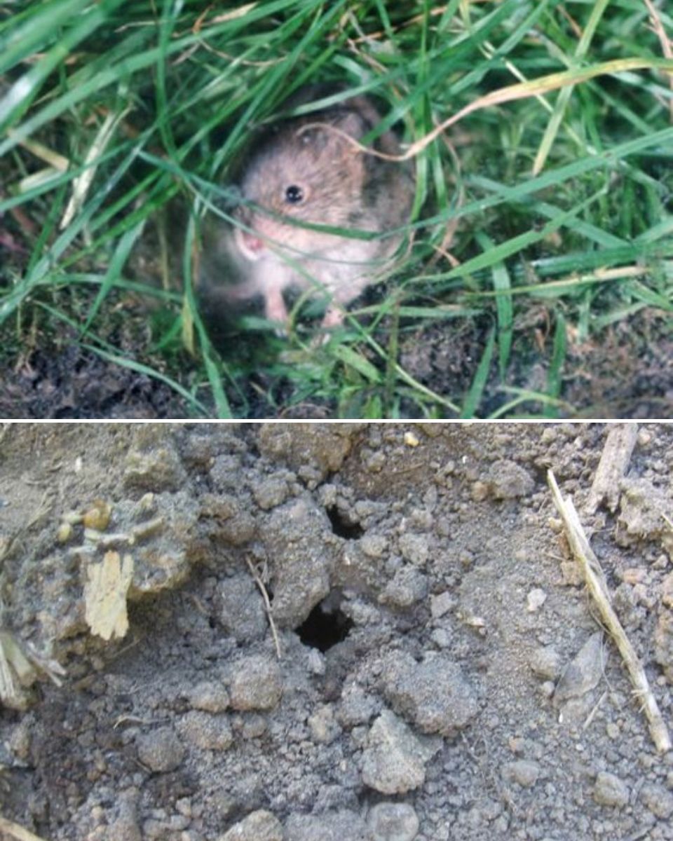 How to Get Rid of Voles: Easy Solutions for Your Yard