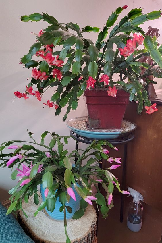 How to grow cacti indoors (step-by-step guide)