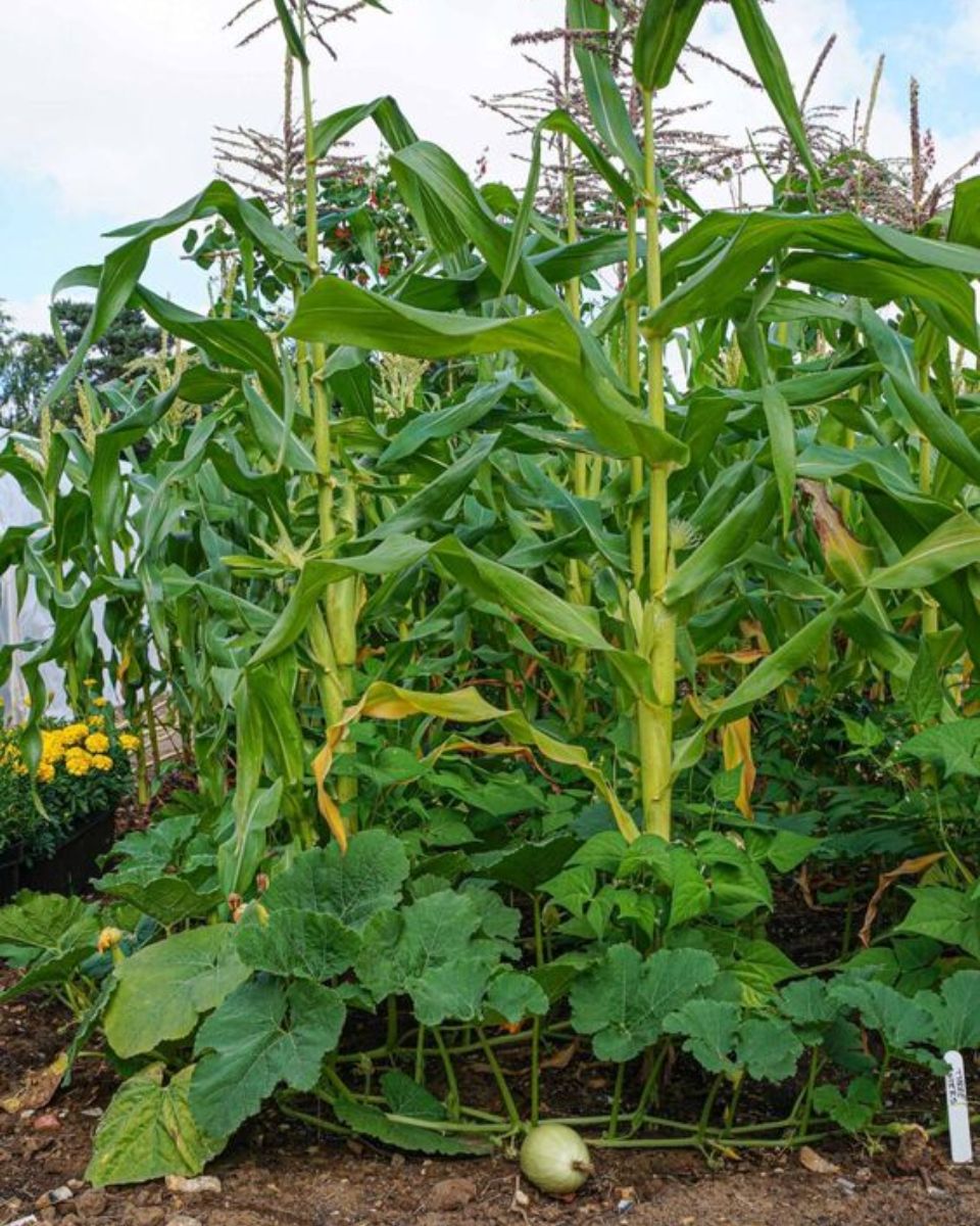 I discovered a Native American gardening method that boosts harvests ...