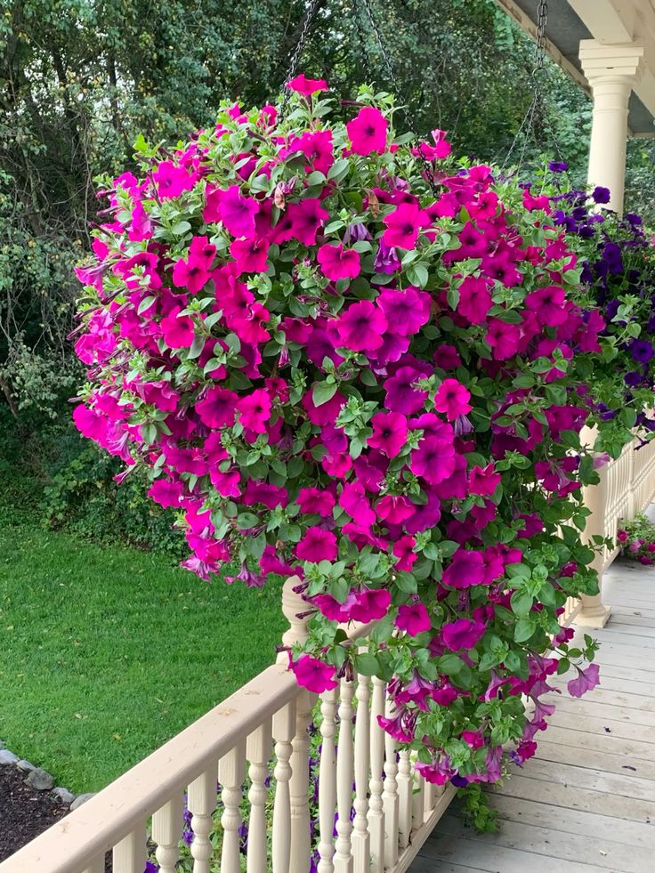 Keep your hanging flowers blooming all summer long with these brilliant ...