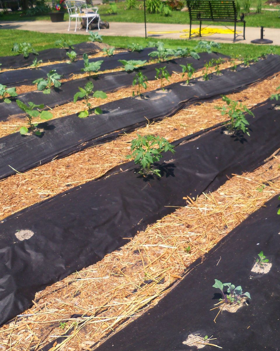 Lazy gardeners, this one's for you! Here are 10 simple tips to make ...