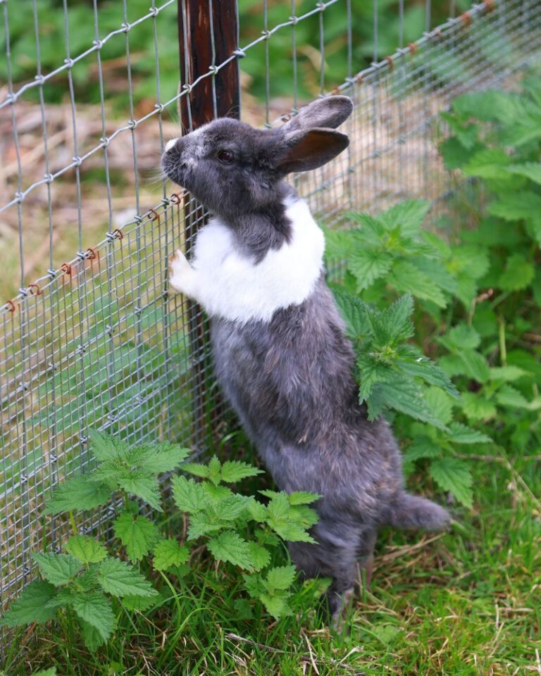 How to Keep Rabbits Out of Your Garden Naturally