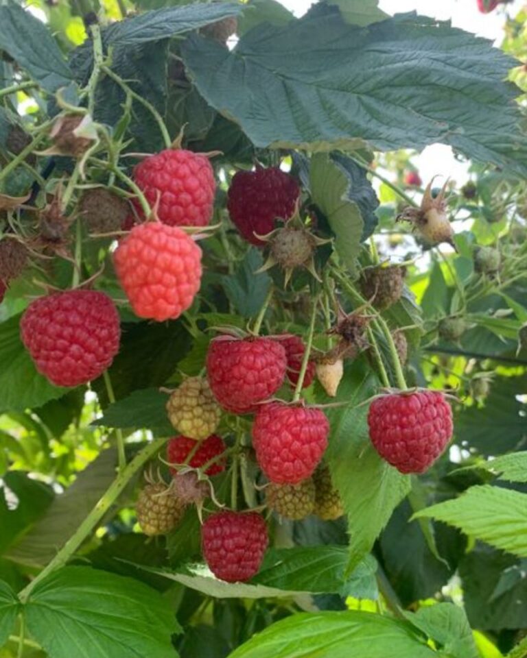 14 Quick-Producing Berry Bushes That Fruit Immediately