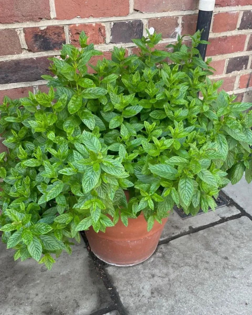 Set a pot of mint by your front door & experience this delightful effect