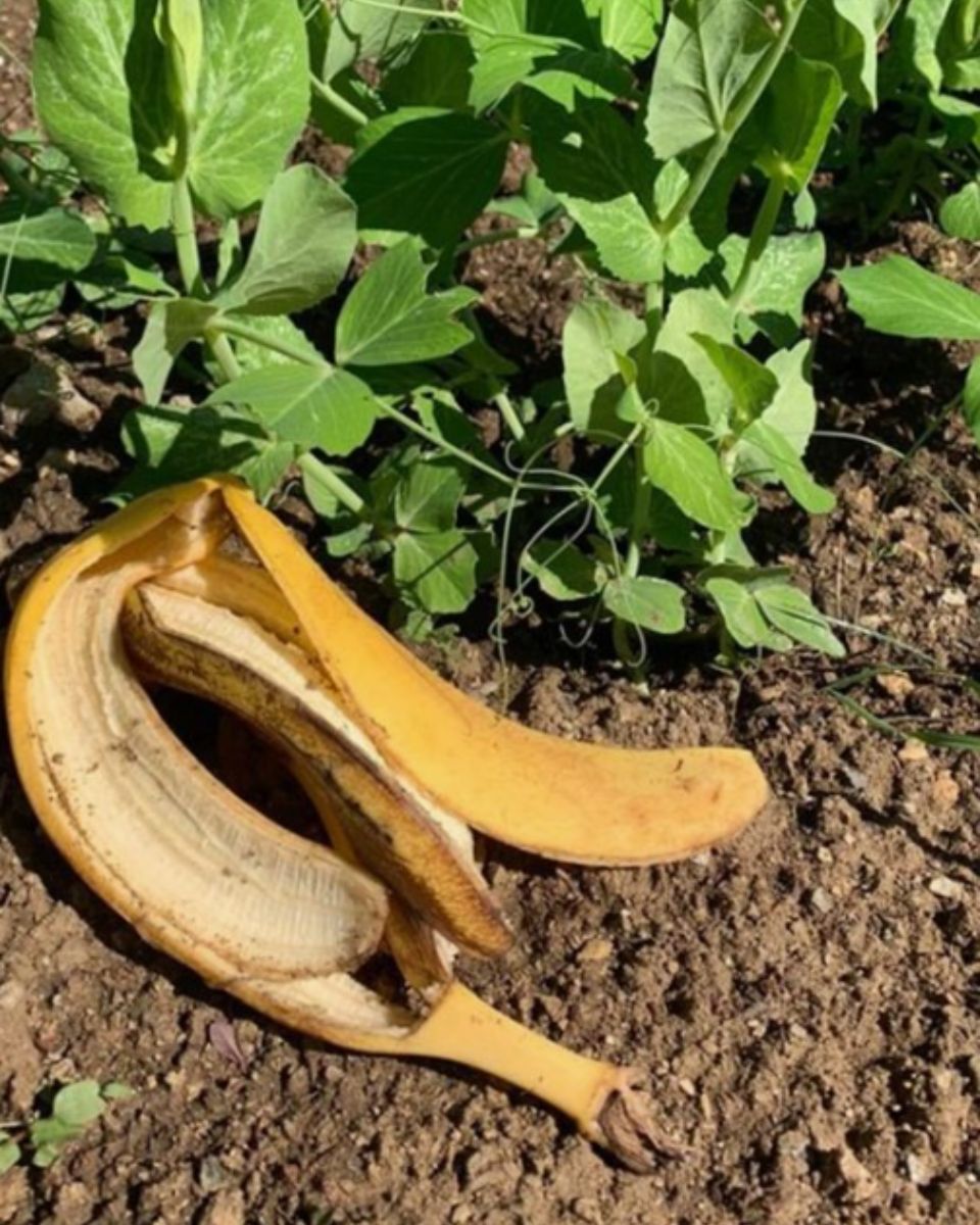Stop Throwing Out Banana Peels Here Are 8 Effective Ways To Use Them